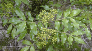 Pepper Tree Plant Guide: Sechuan, Sansho, Korean & Tasmanian