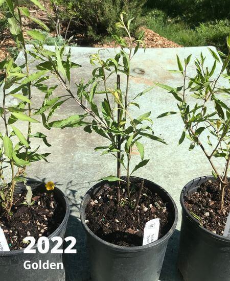 Goji Berry: How to Grow 3 Types, Prune & Trellis, Zones, Benefits...