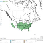 Wild Plum - All 15 wild plum trees of North America