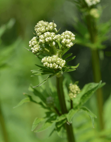 Valerian Plant Guide - how to grow medicinal roots & fragrant flowers
