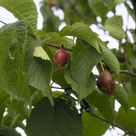 Wild Plum - All 15 wild plum trees of North America