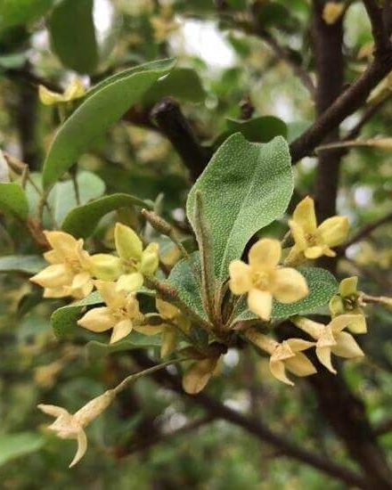 Goumi (Elaeagnus) - easy to grow edible fruit and nitrogen fixing plant