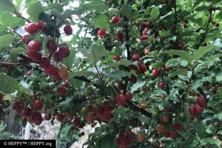 Goumi (Elaeagnus) - easy to grow edible fruit and nitrogen fixing plant