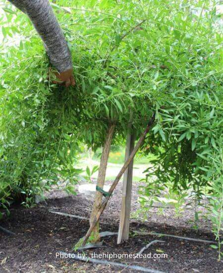 Goji Berry: How to Grow 3 Types, Prune & Trellis, Zones, Benefits...