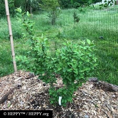 Goumi (Elaeagnus) - easy to grow edible fruit and nitrogen fixing plant